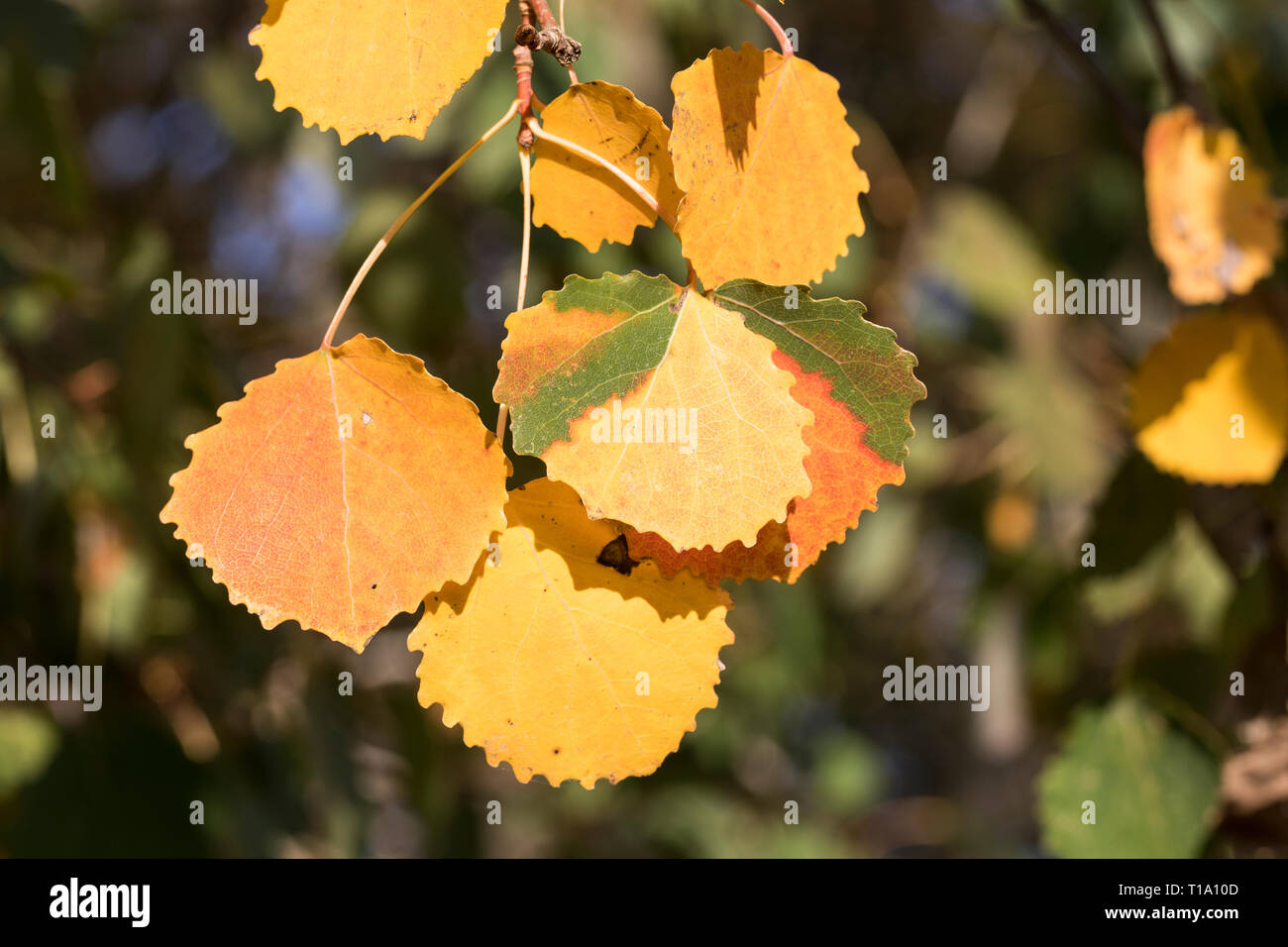 Zitterpappel, Zitter-Pappel, Pappel, Espe, Aspe, Populus tremula, Aspen ...