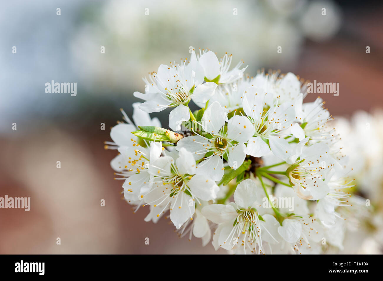 Pear blossom tree flowers close-up in spring in LongQuanYi mountains ...