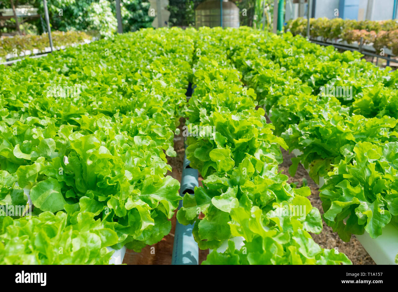 green organic lettuce in front of sunlight background Stock Photo - Alamy