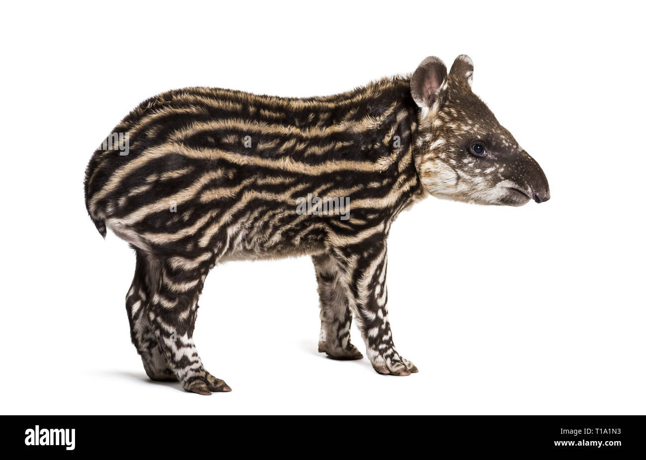 Month old Brazilian tapir standing in front of white background Stock ...
