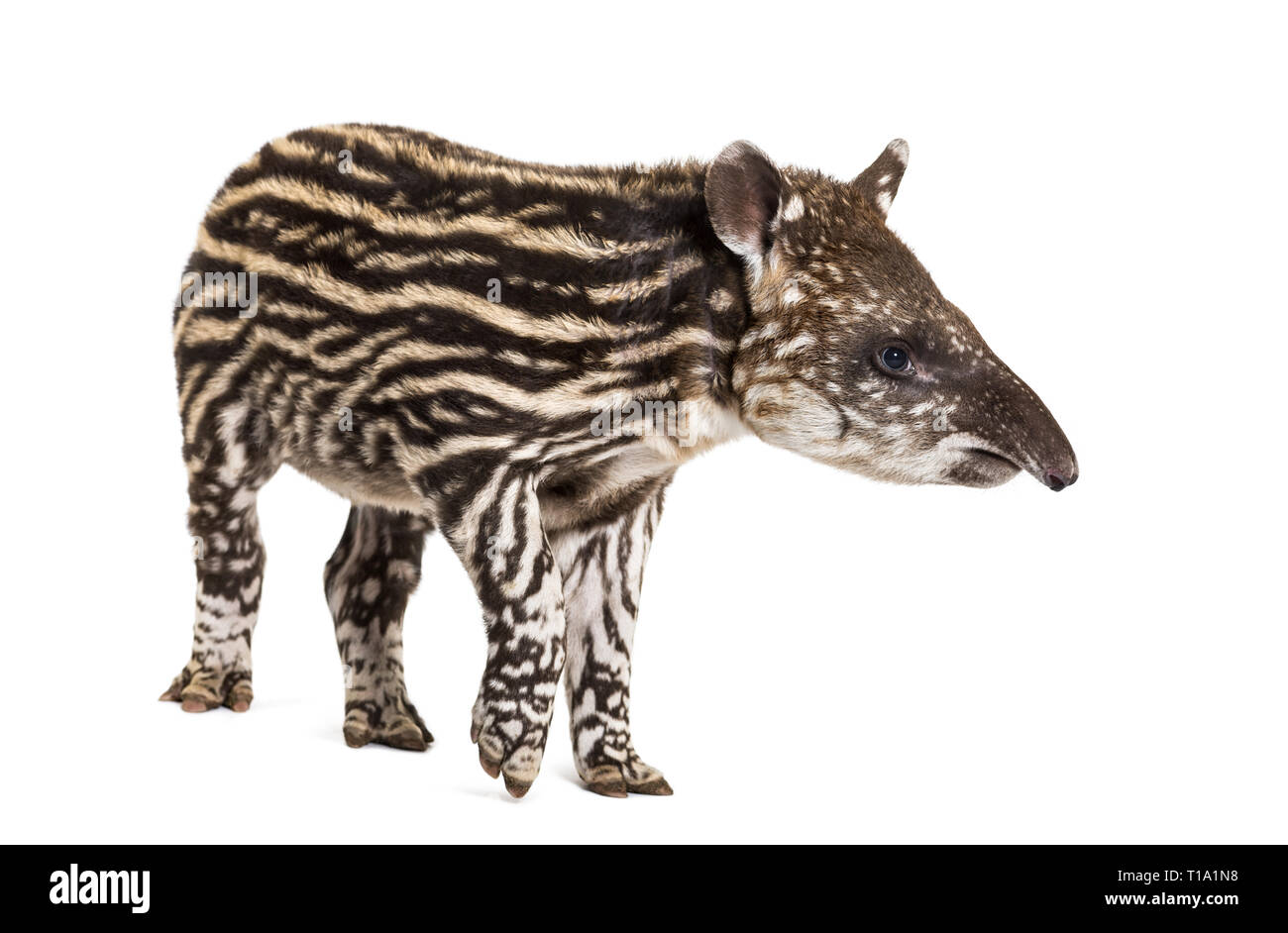 Month old Brazilian tapir standing in front of white background Stock ...