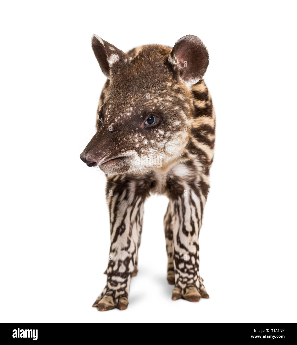 Month old Brazilian tapir standing in front of white background Stock ...