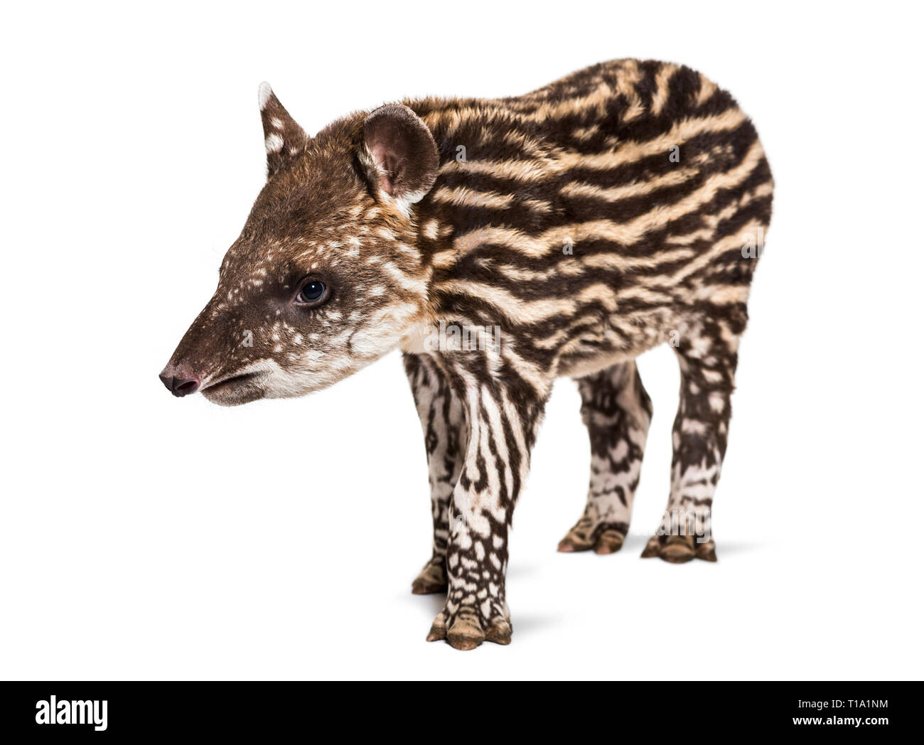 Month old Brazilian tapir standing in front of white background Stock ...