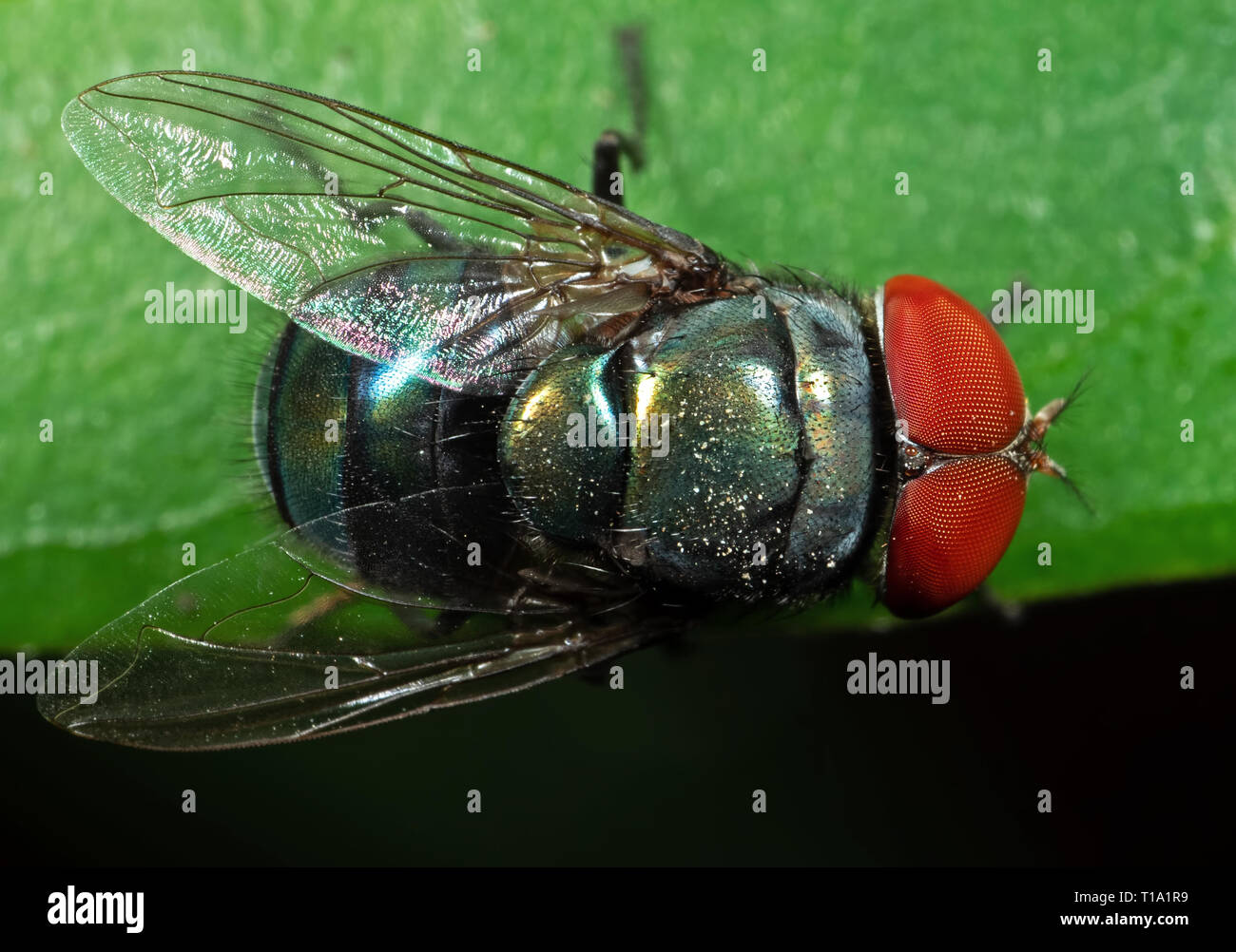 Macro Photography of Blowfly on Green Leaf Stock Photo - Alamy