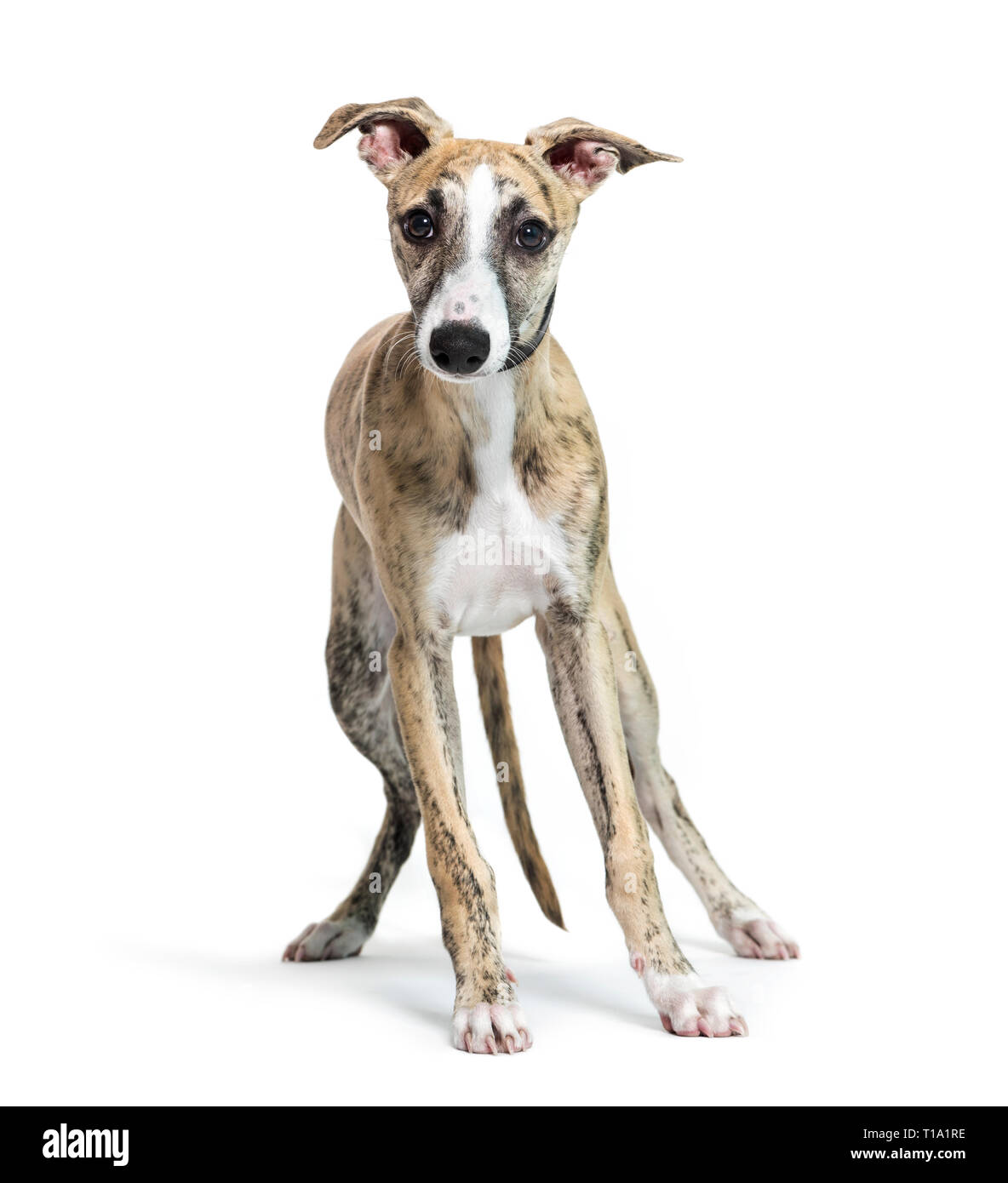 Whippet, English Whippet, Snap dog in front of white background Stock ...