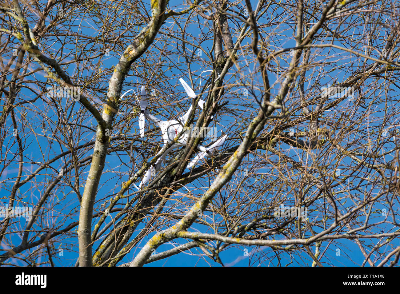 A Syma Drone Quadcopter crashed into the branches of a tree Stock Photo ...