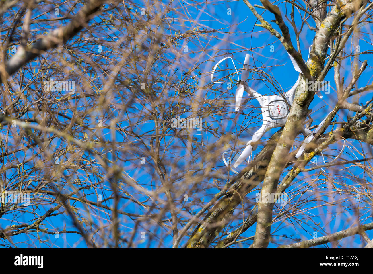 A Syma Drone Quadcopter crashed into the branches of a tree Stock Photo ...