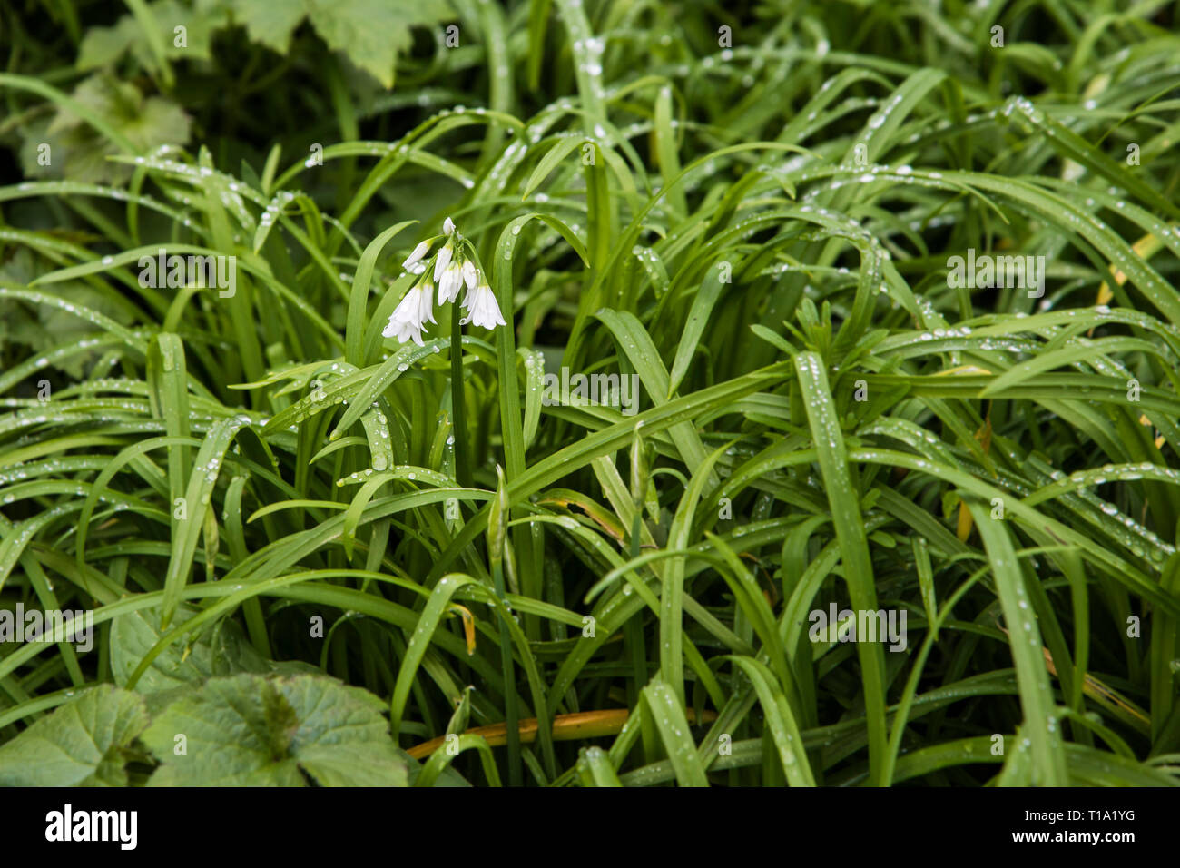A single White Bells flower growing amongst various green leaves Stock ...