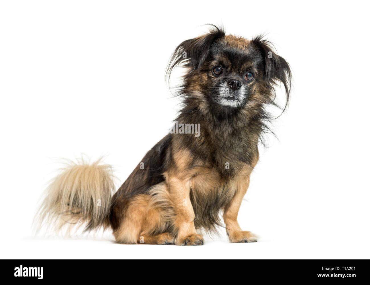 Tibetan spaniel Cut Out Stock Images & Pictures - Alamy