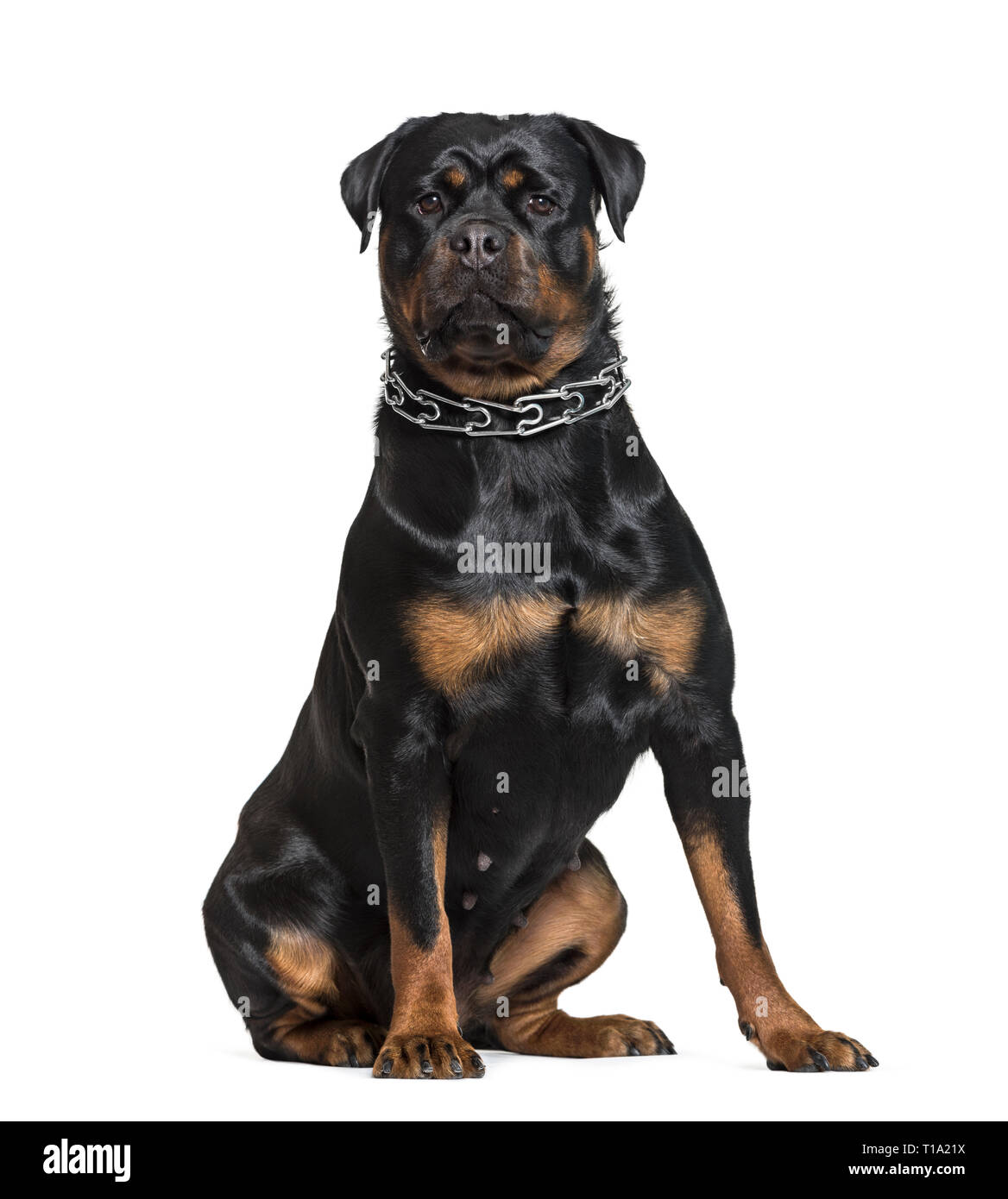 Rottweiler sitting in front of white background Stock Photo - Alamy