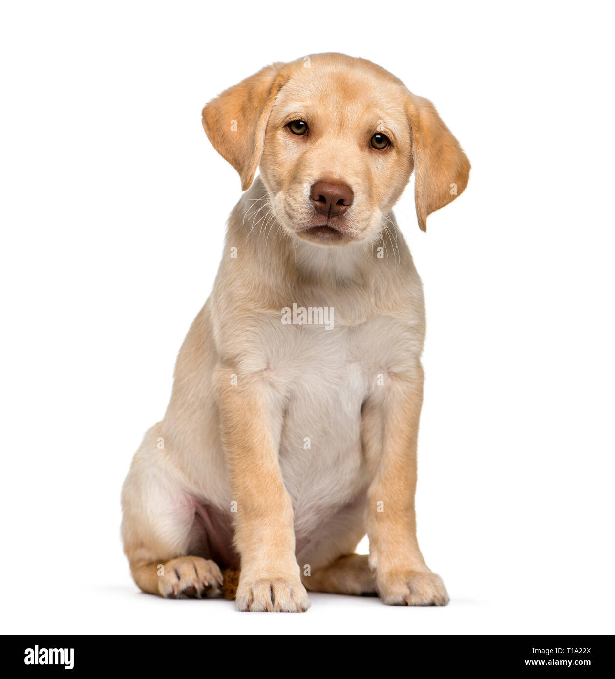 Labrador Retriever, 2 months old, sitting in front of white background ...