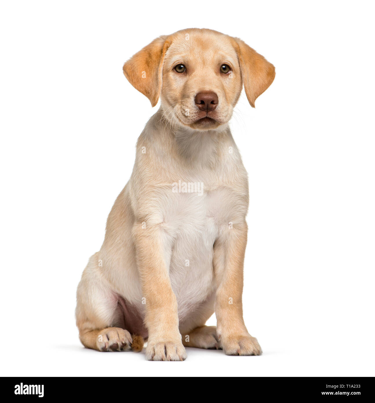 Young Labrador Retriever puppy, 2 months old, sitting in front of white ...