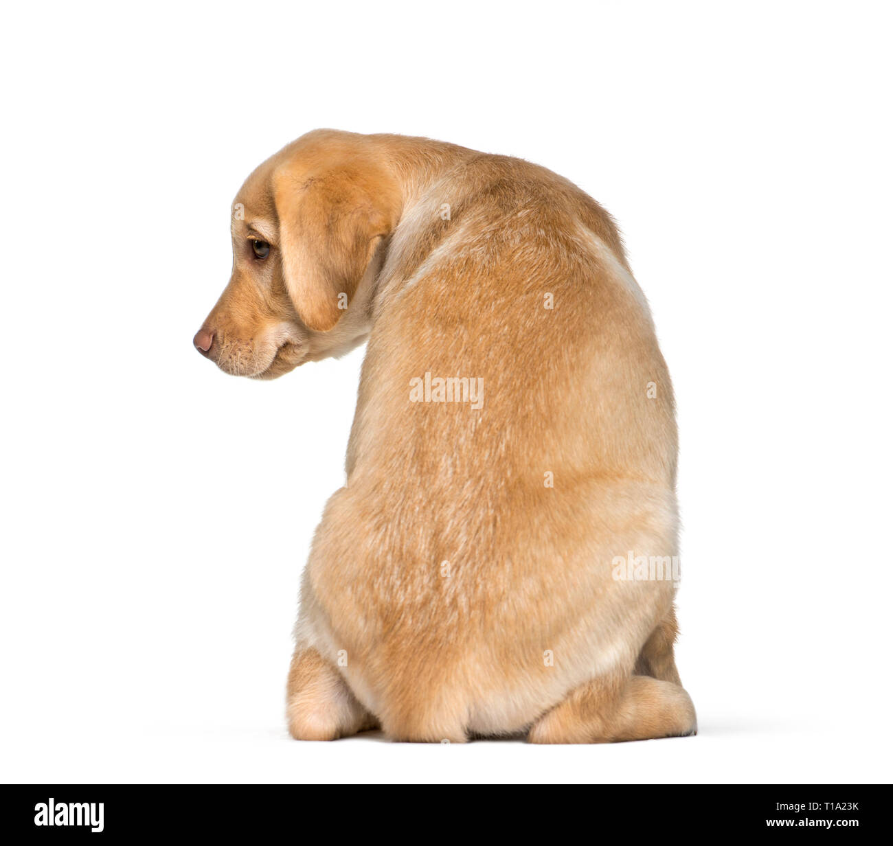 Labrador retriever dog sitting back hi-res stock photography and images ...