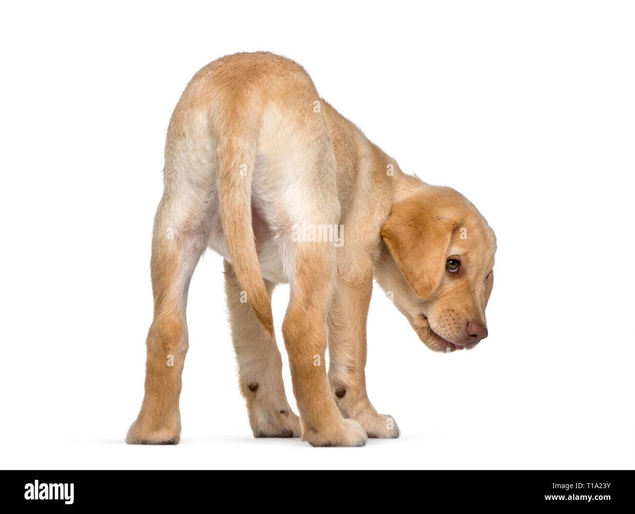 Labrador Retriever, 2 months old, in front of white background Stock ...