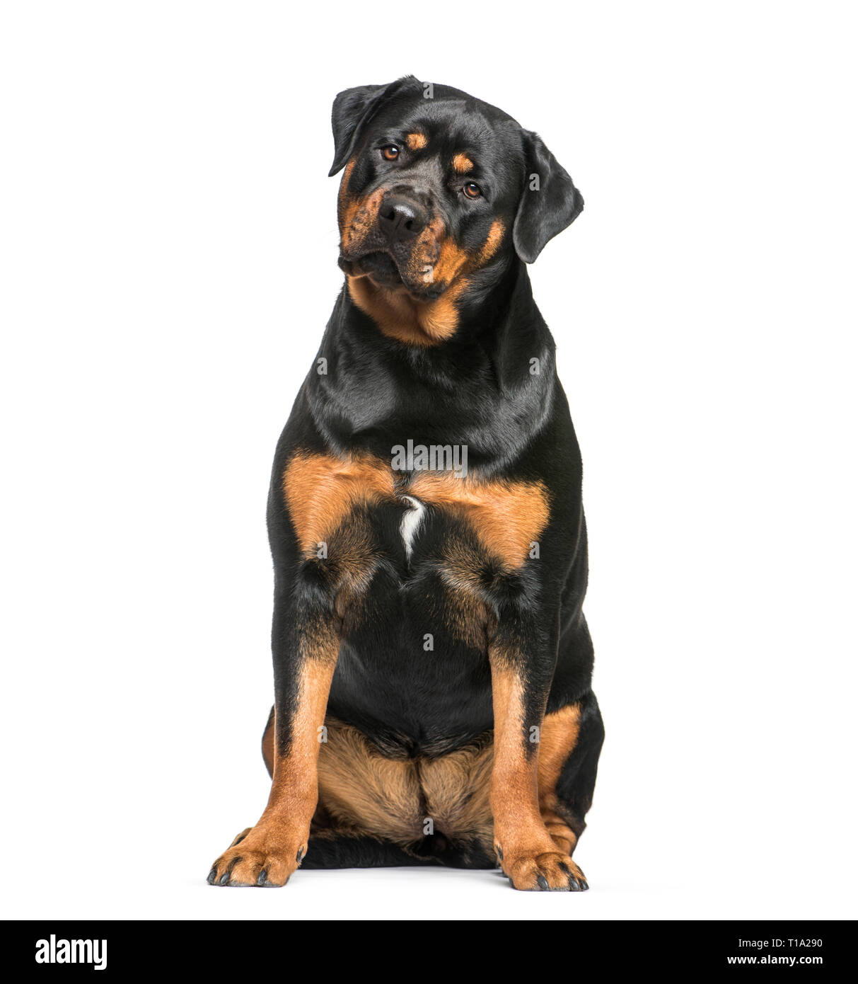 Rottweiler, 1 year old, sitting in front of white background Stock ...