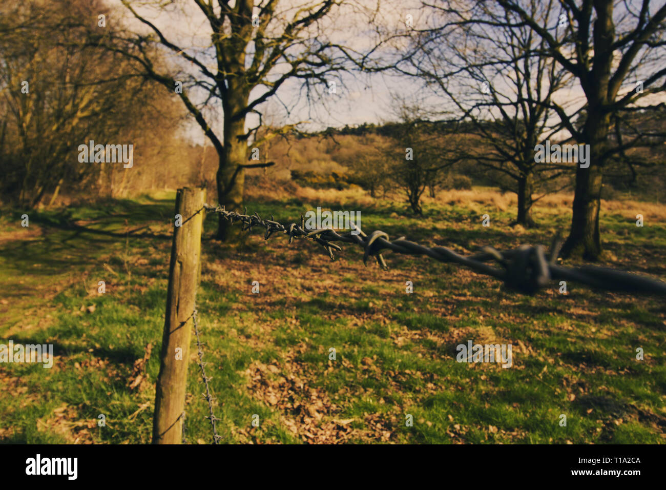 A Walk Through Snipedales Nature Reverse, United Kingdom Stock Photo ...