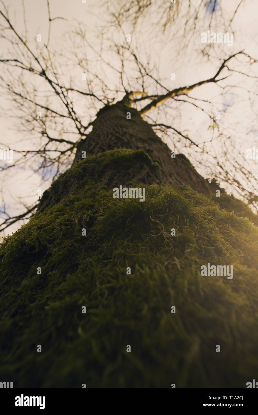 Tall moss hi-res stock photography and images - Alamy