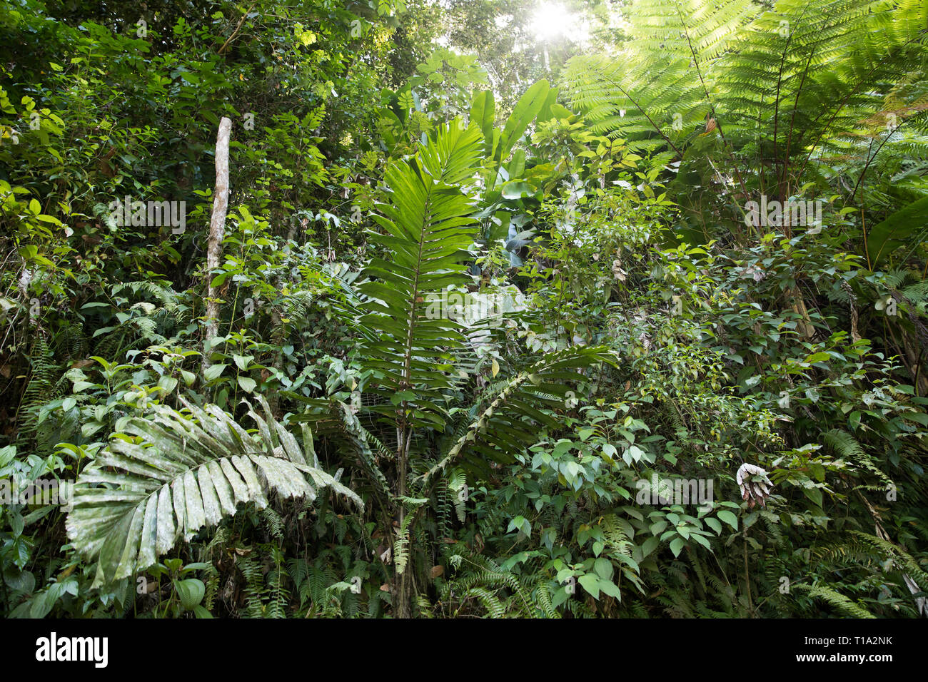 The Rainforest in St Lucia, The Caribbean Stock Photo - Alamy