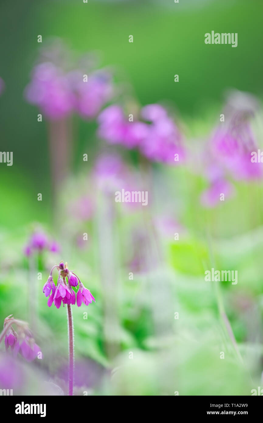 Alpine bells (Cortusa matthioli) flowers in the garden Stock Photo - Alamy
