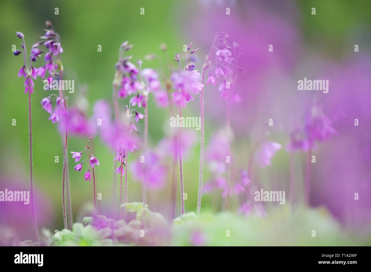 Matthioli hi-res stock photography and images - Alamy