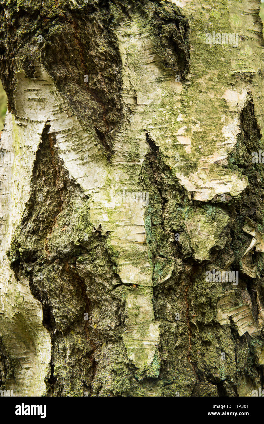 The split and fissured bark of a mature Birch tree ( Betula pendula) in ...
