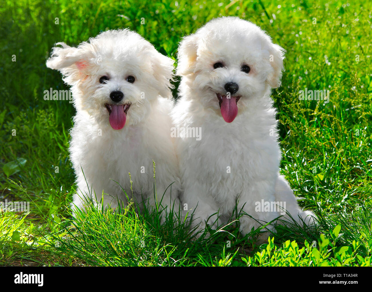 Non sporting dogs hi-res stock photography and images - Alamy