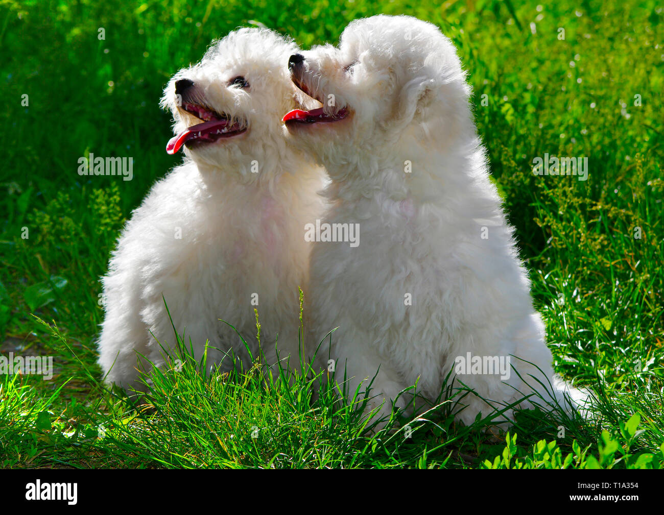 Bichon frise puppies hi-res stock photography and images - Alamy