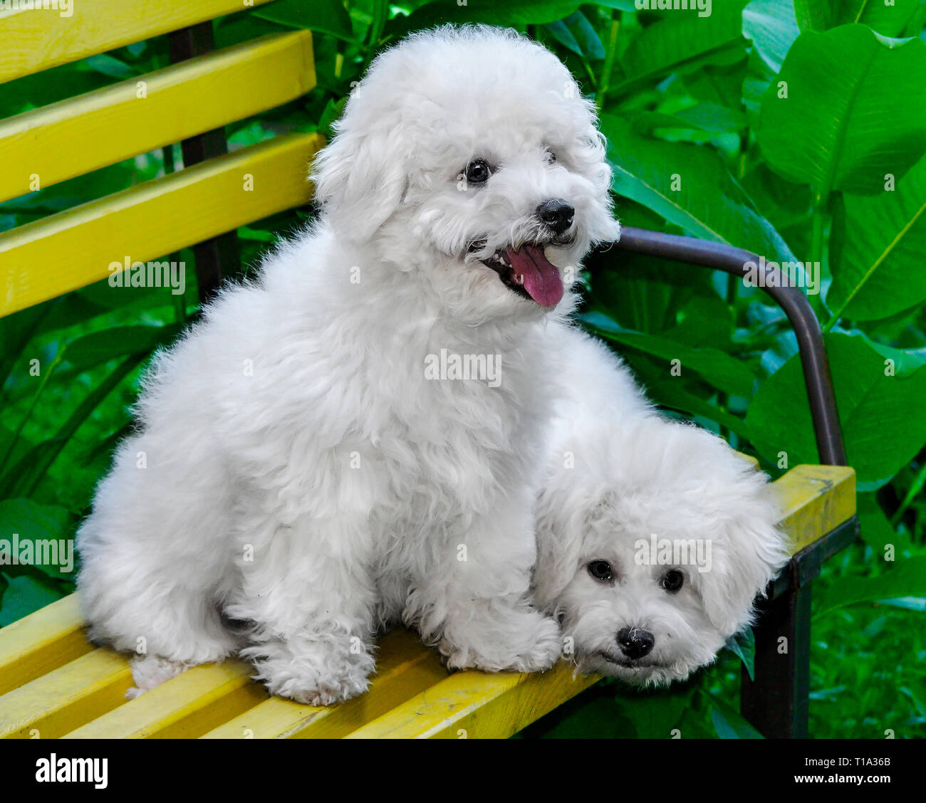 Bichon frise puppies hi-res stock photography and images - Alamy