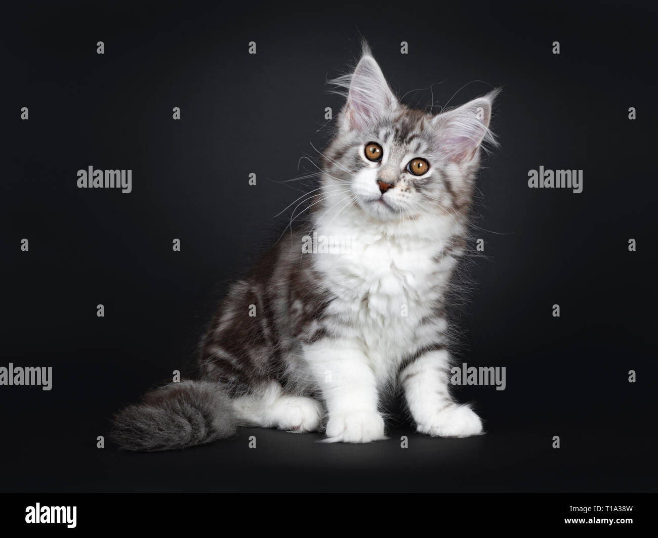 Cute black tabby with white Maine Coon cat kitten, sitting side ways. Looking beside lens with ...