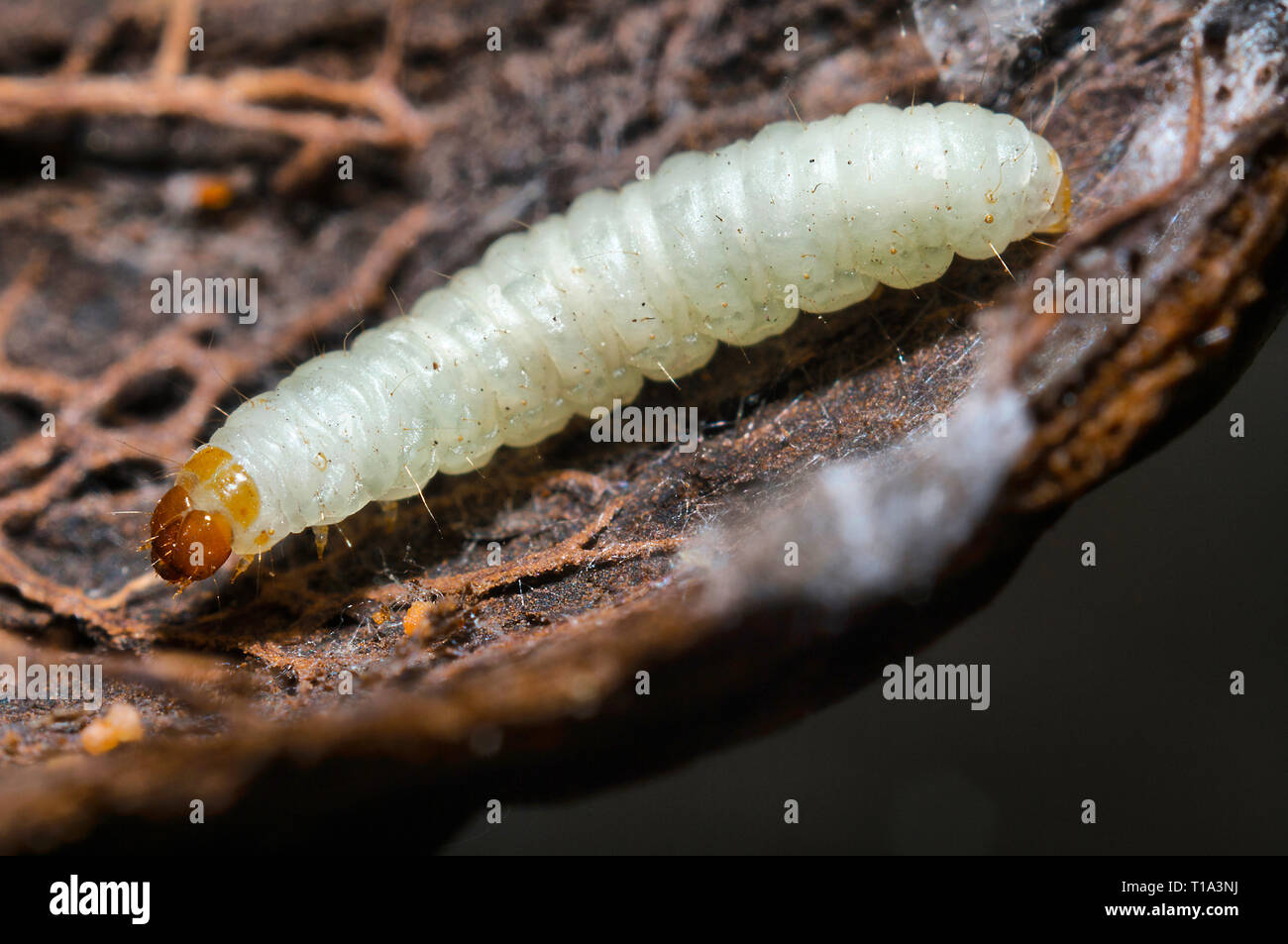 Walnut insects hi-res stock photography and images - Alamy