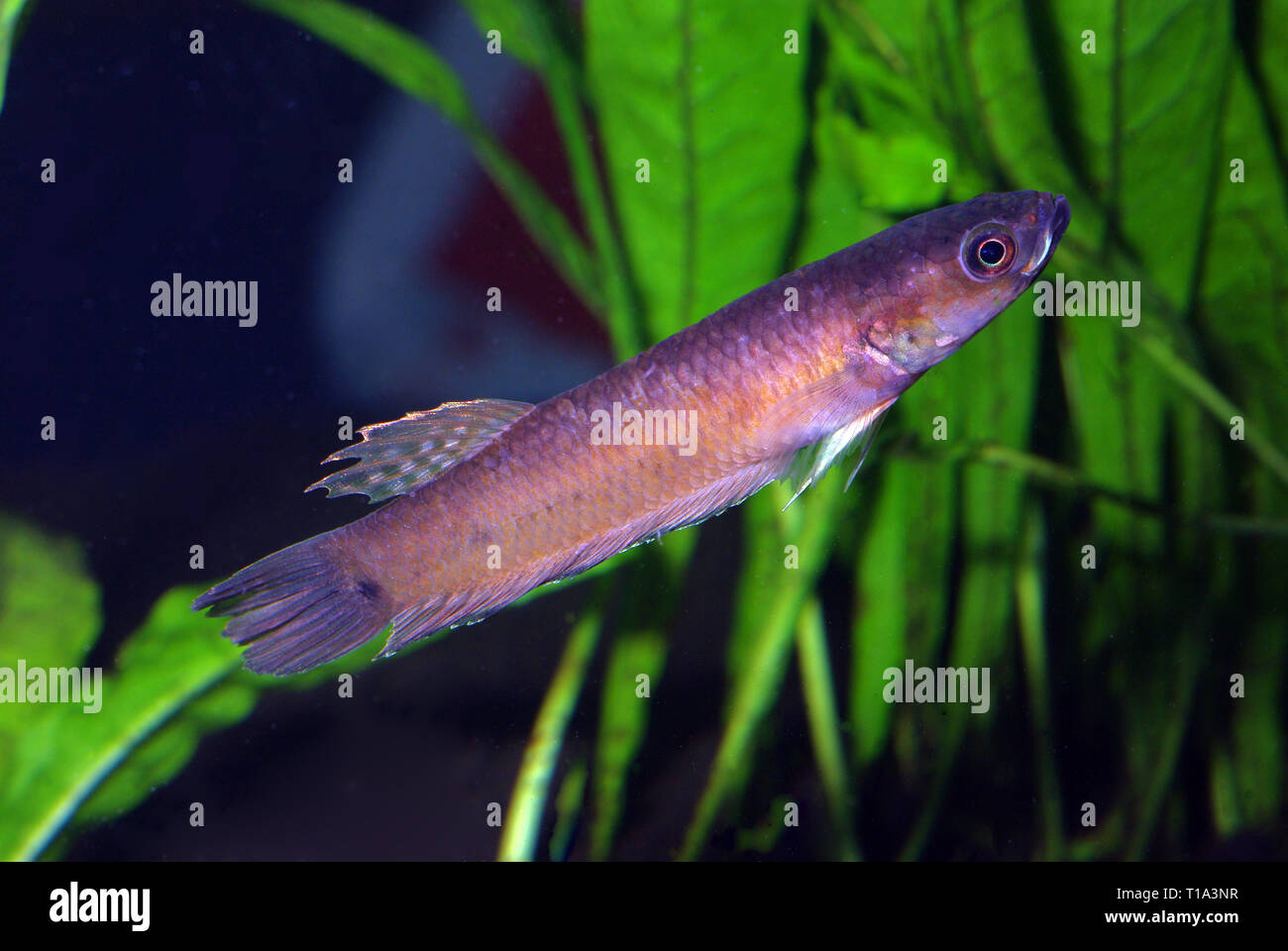Gladiator betta or Ikan bettah (Betta gladiator Stock Photo - Alamy