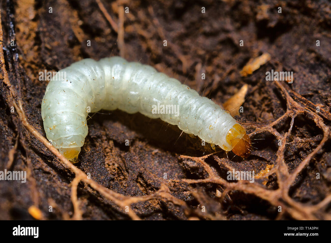 Caterpillars of a nut fir seed moth (Sarrothripus musculana Ersch ...