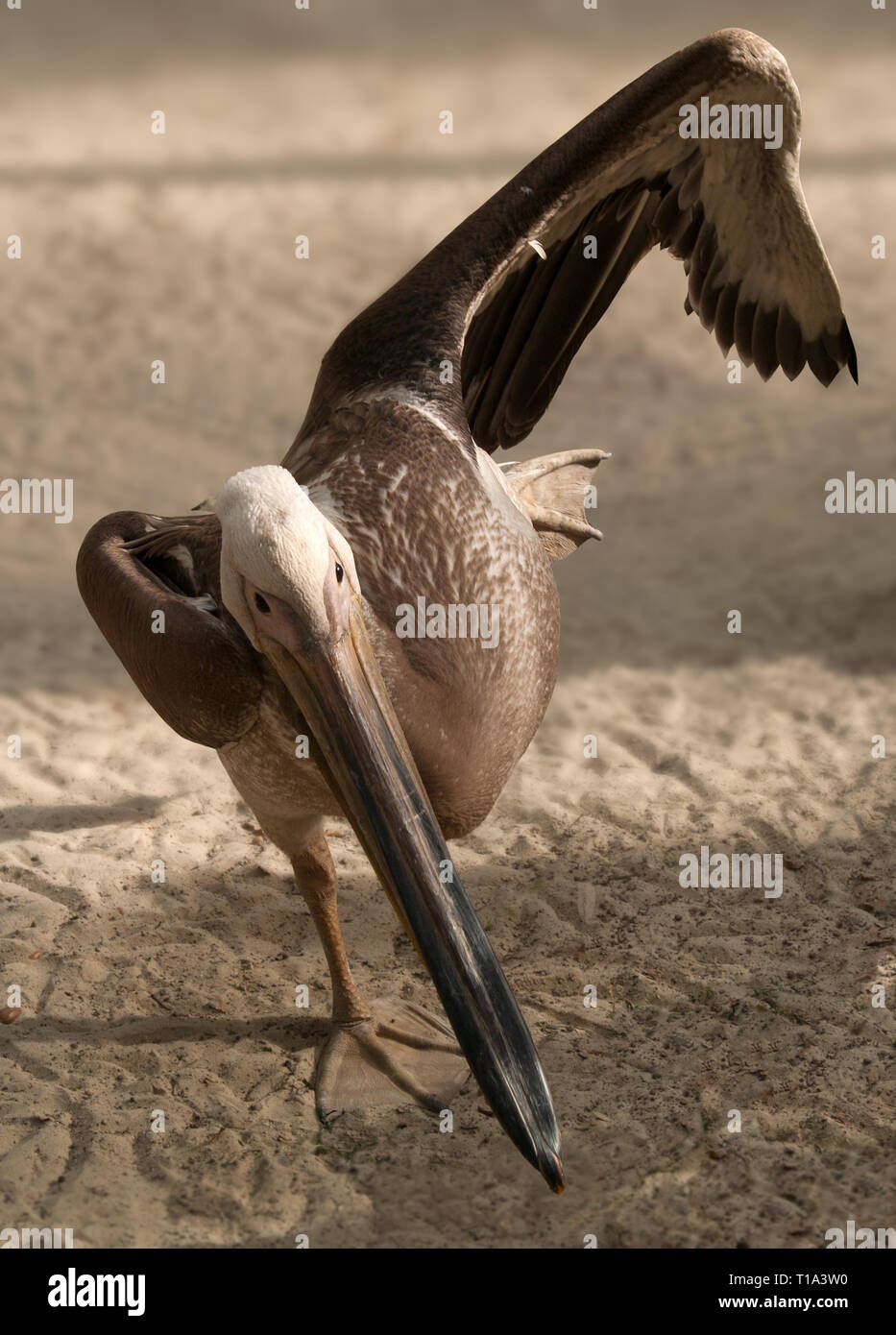 Pelican on one leg Stock Photo - Alamy