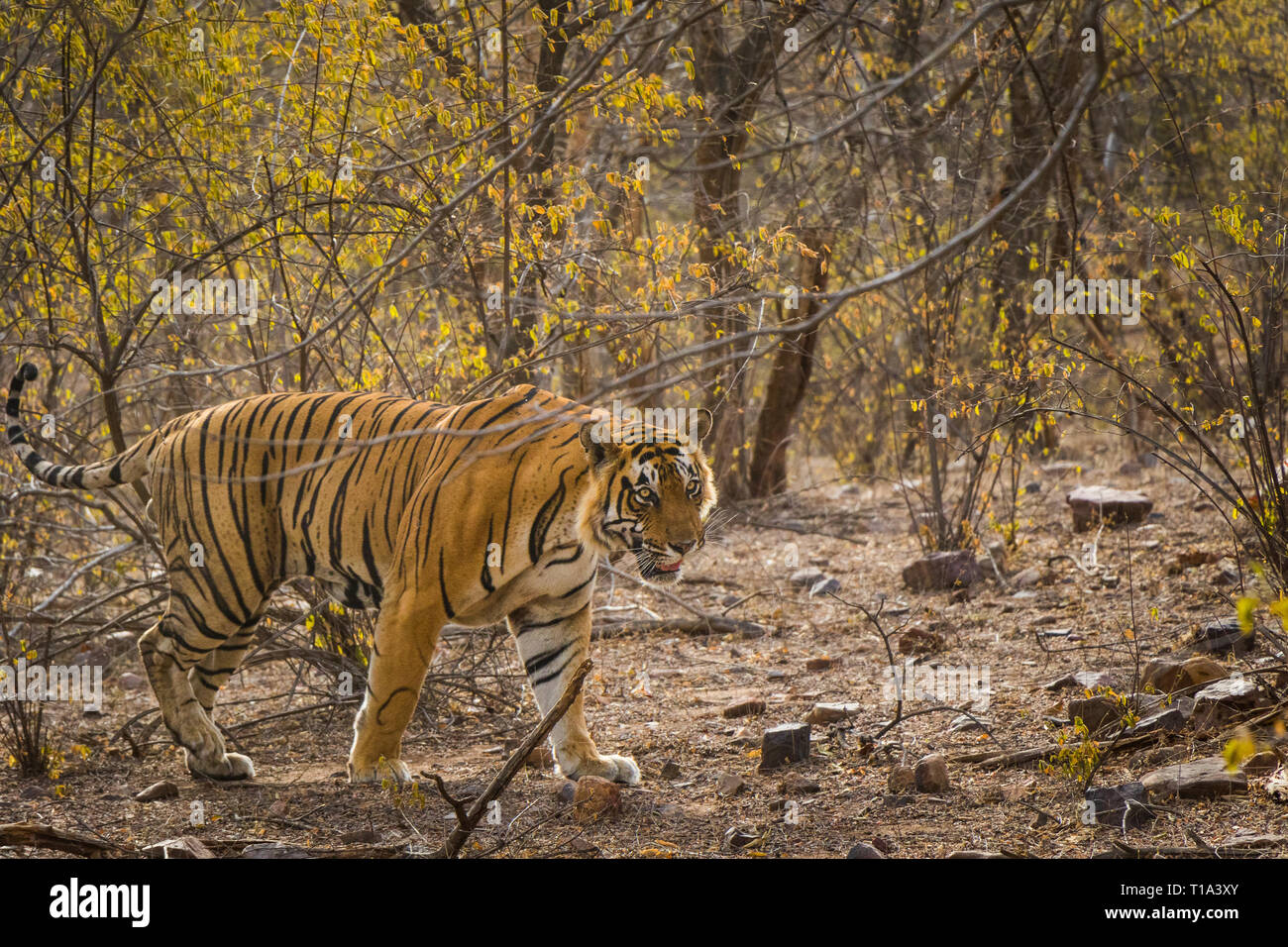 Male bengal tiger marking territory hi-res stock photography and images ...