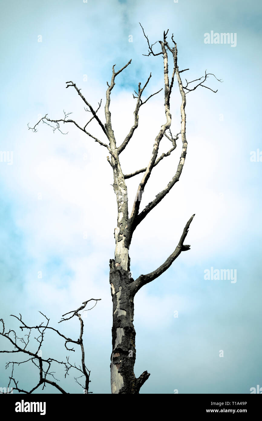 Sinister image of a dead tree with bare branches Stock Photo - Alamy