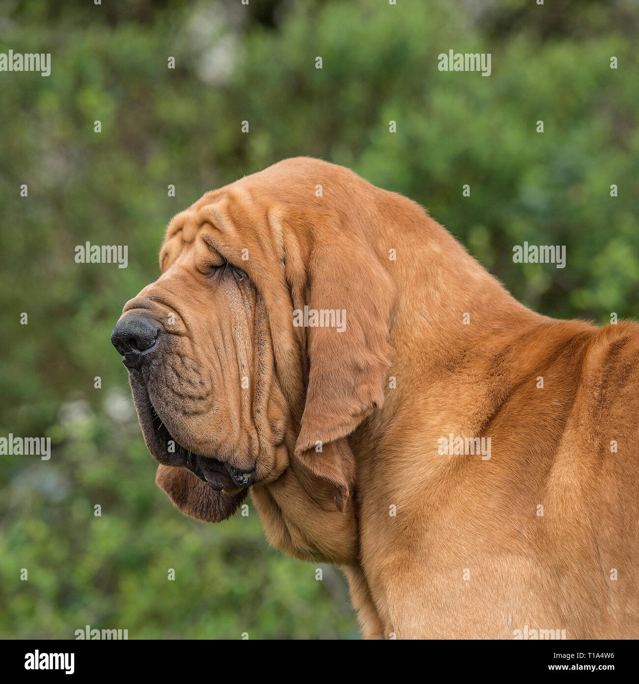 Bloodhound nose hi-res stock photography and images - Alamy