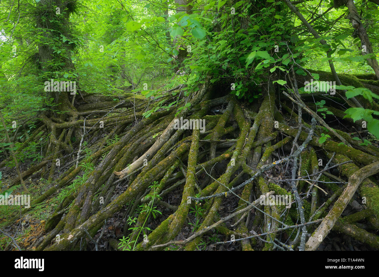 Amazing tree roots deep in the forest. Fabulous landscape Stock Photo ...