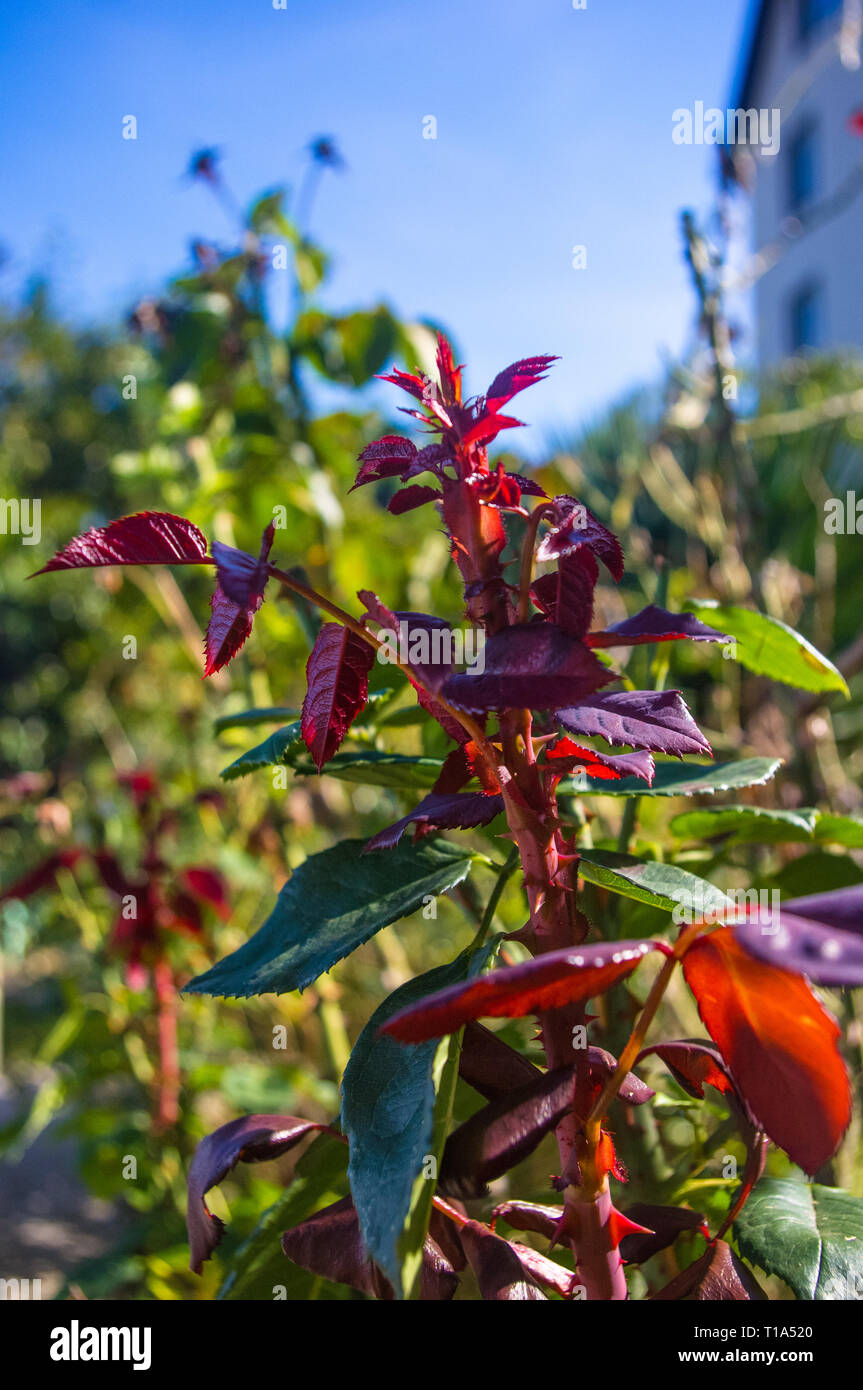 Red leaves Rose on green background. Nature Stock Photo - Alamy