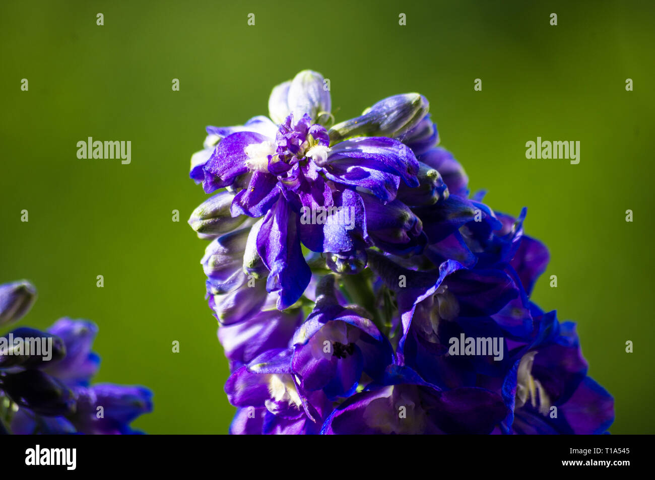 a colorful bouquet of bright spring flowers of various types, close-up ...