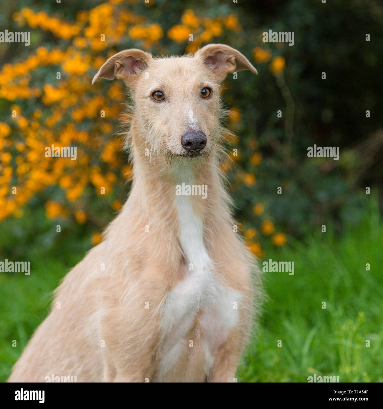 Rough coated lurchers hi-res stock photography and images - Alamy