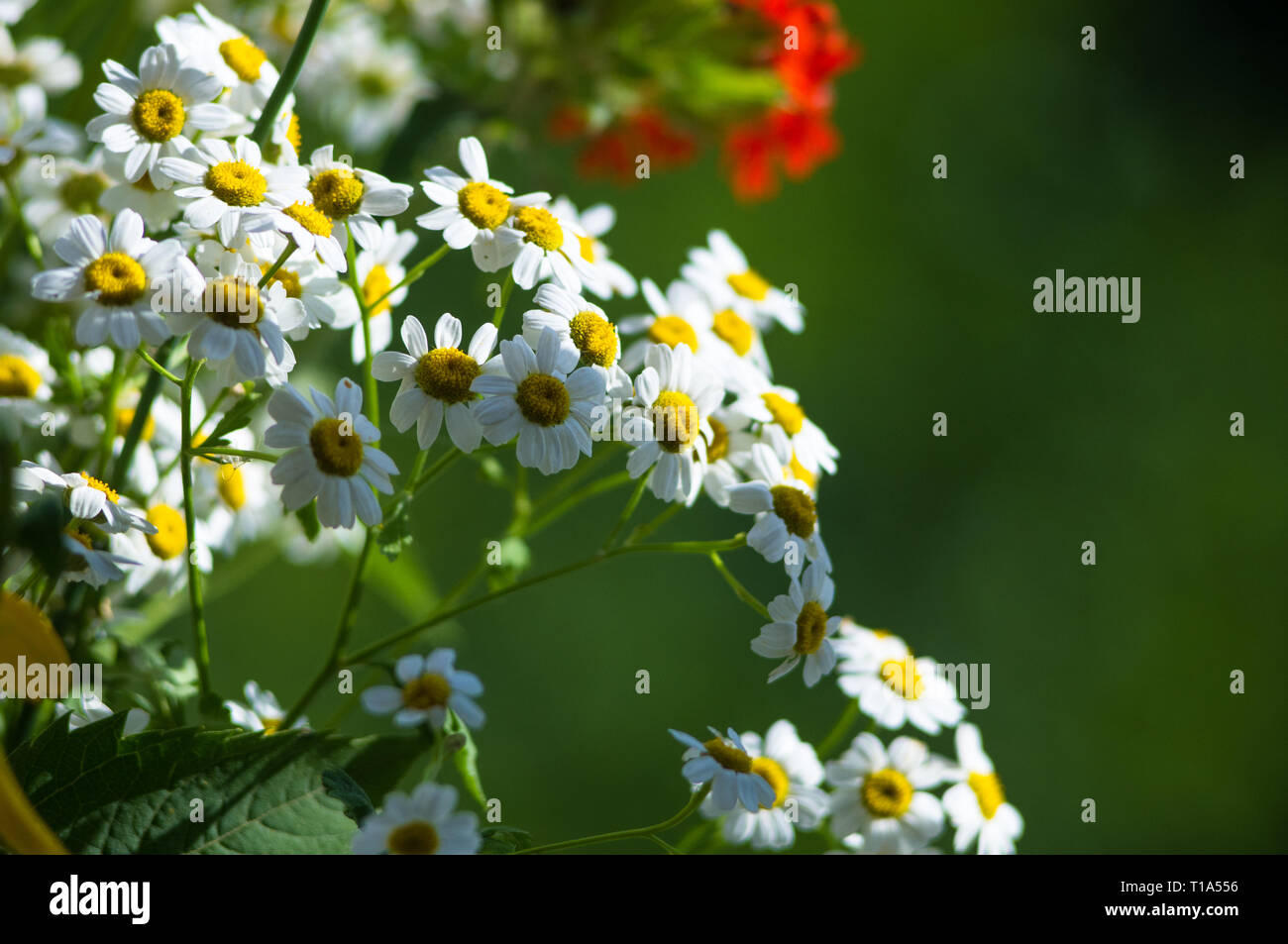 a colorful bouquet of bright spring flowers of various types, close-up ...