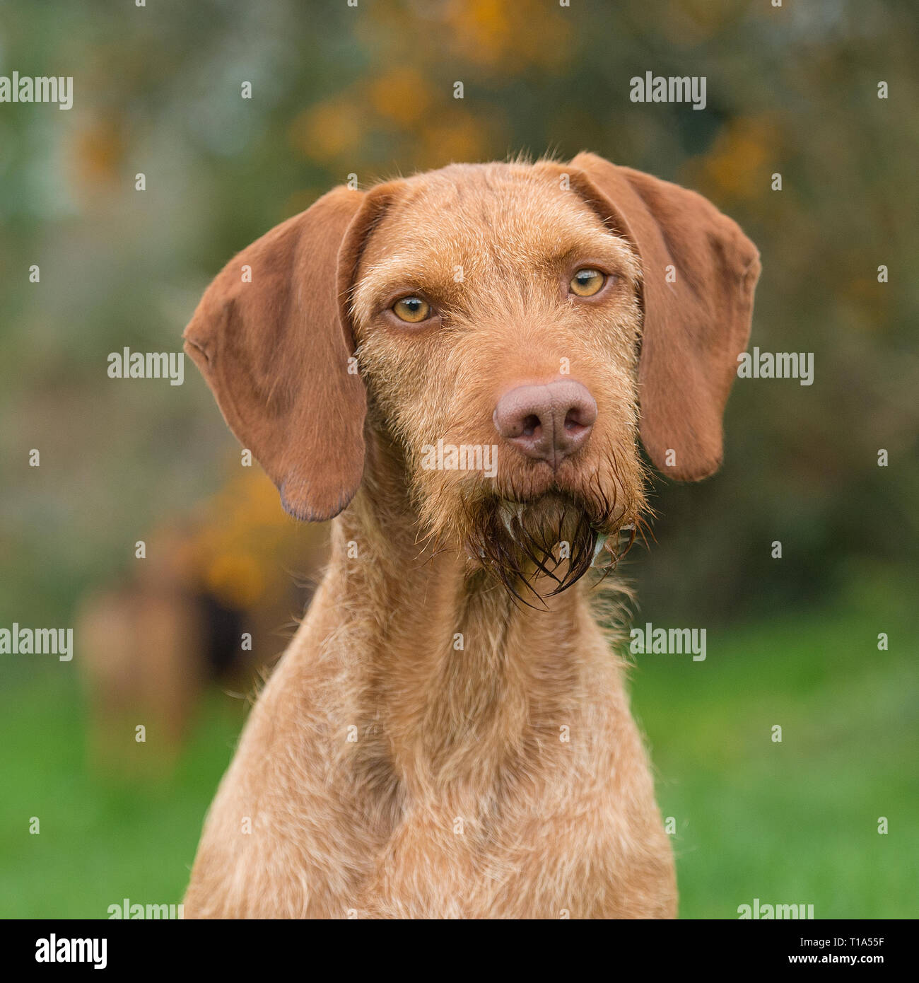 Vizsla pet hi-res stock photography and images - Alamy