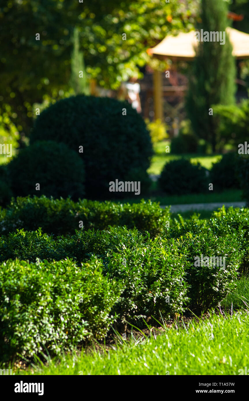 early summer landscape, old Park, trees, bushes, green grass, bright ...