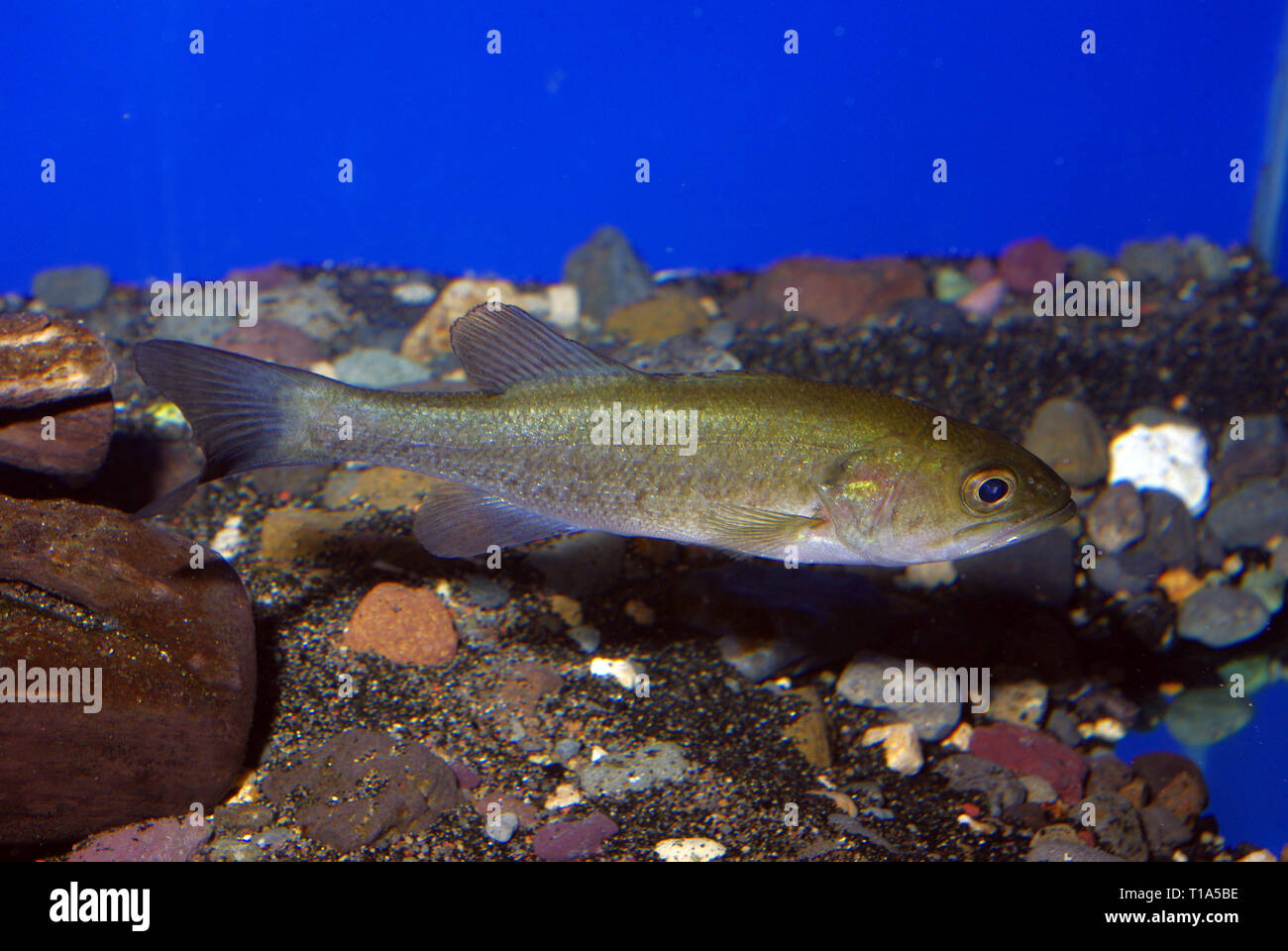 Young specimen of Largemouth black bass (Micropterus salmoides Stock ...
