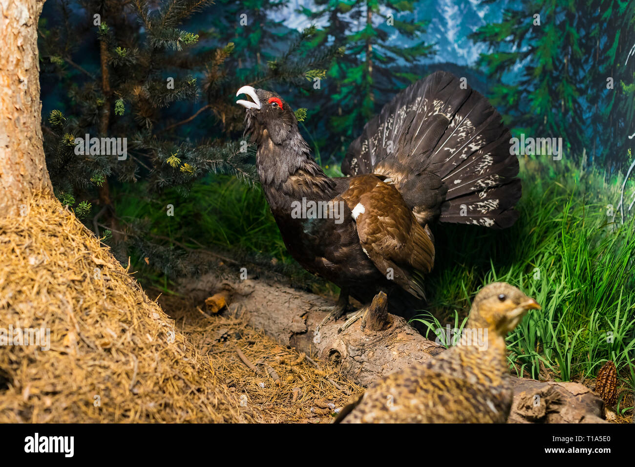 7 JUNE 2018, MILAN, ITALY: Expositions from the animal world placed in ...