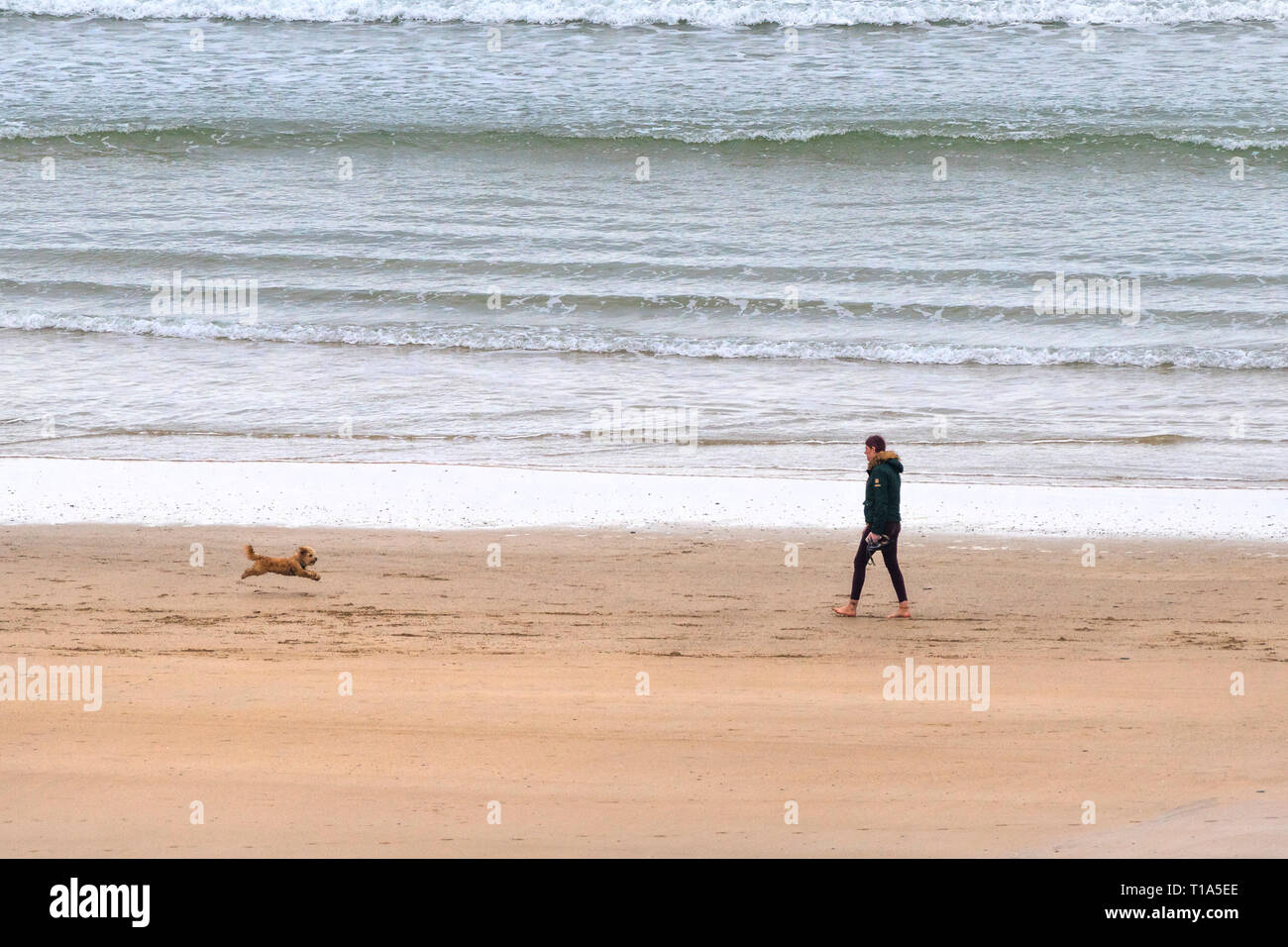 A dog walker on a beach Stock Photo - Alamy
