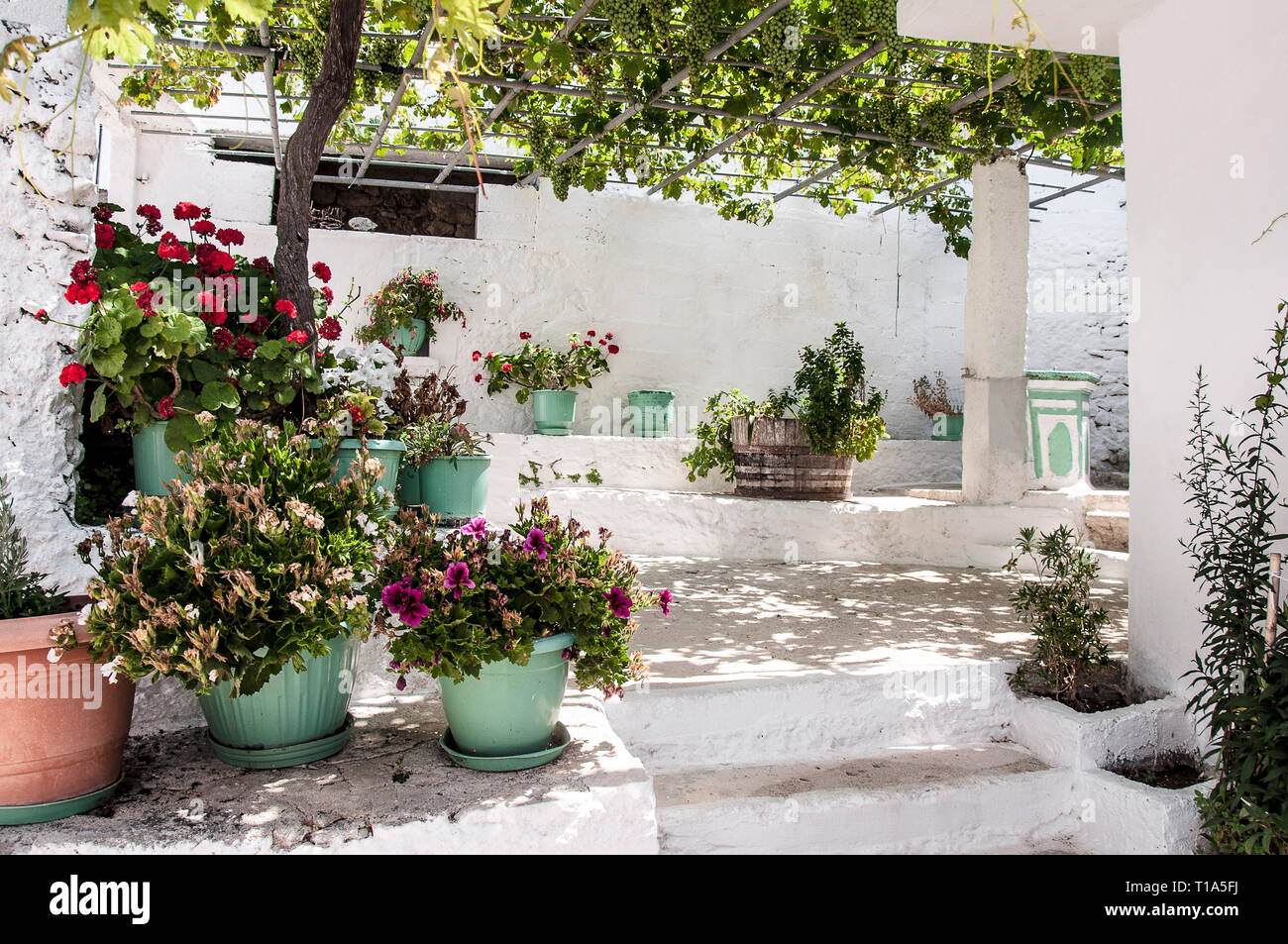 Greek pot plant hi-res stock photography and images - Alamy