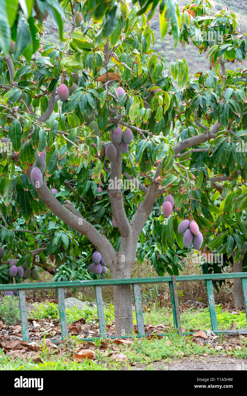 Tropical mango tree with big ripe mango fruits growing in orchard on ...