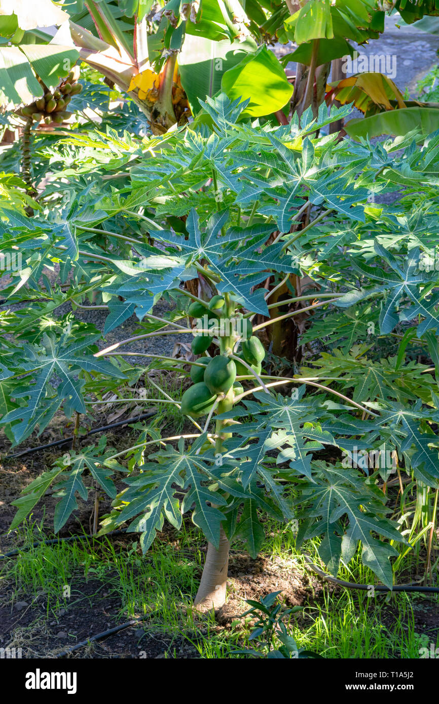 Tropical papaya tree with hanging papaya fruits close up Stock Photo ...