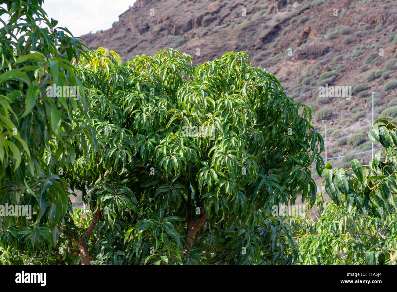 Tropical mango tree after harvesting growing in orchard on Gran Canaria ...